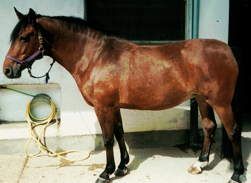 Das Body Condition Scoring-System - Dressur-Studien